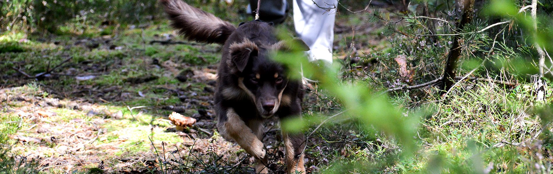 Trailtrainer - Mantrailer Fuerth